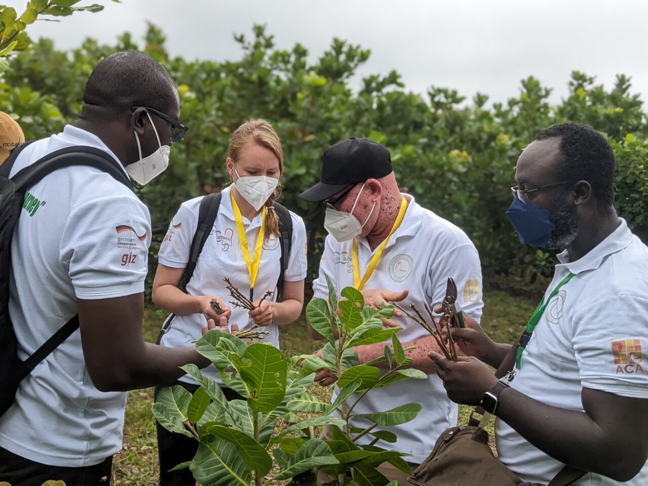 Cashew Master Training Program - MTP | Cashew Master Training Program